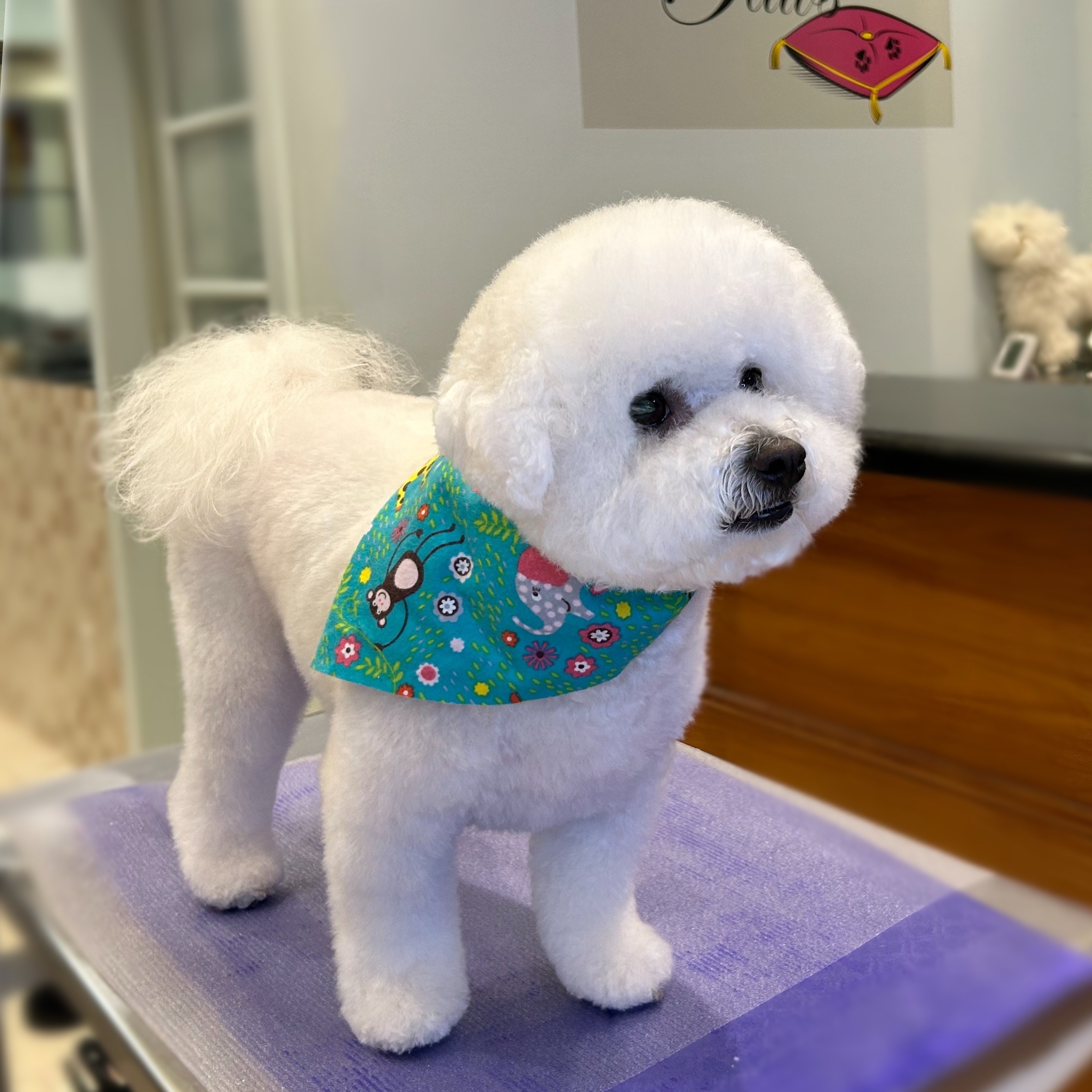 Grooming at Pampered Paws