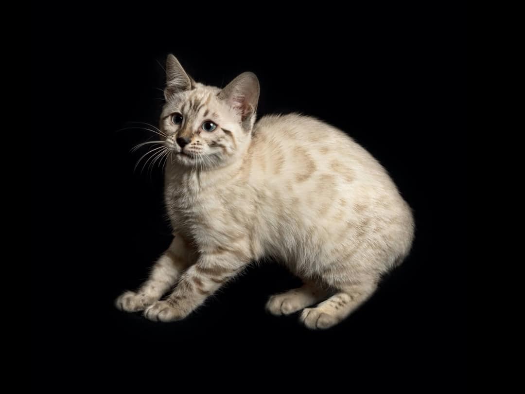 Snow Lynx Point Bengal | Lucky 1st Benglas