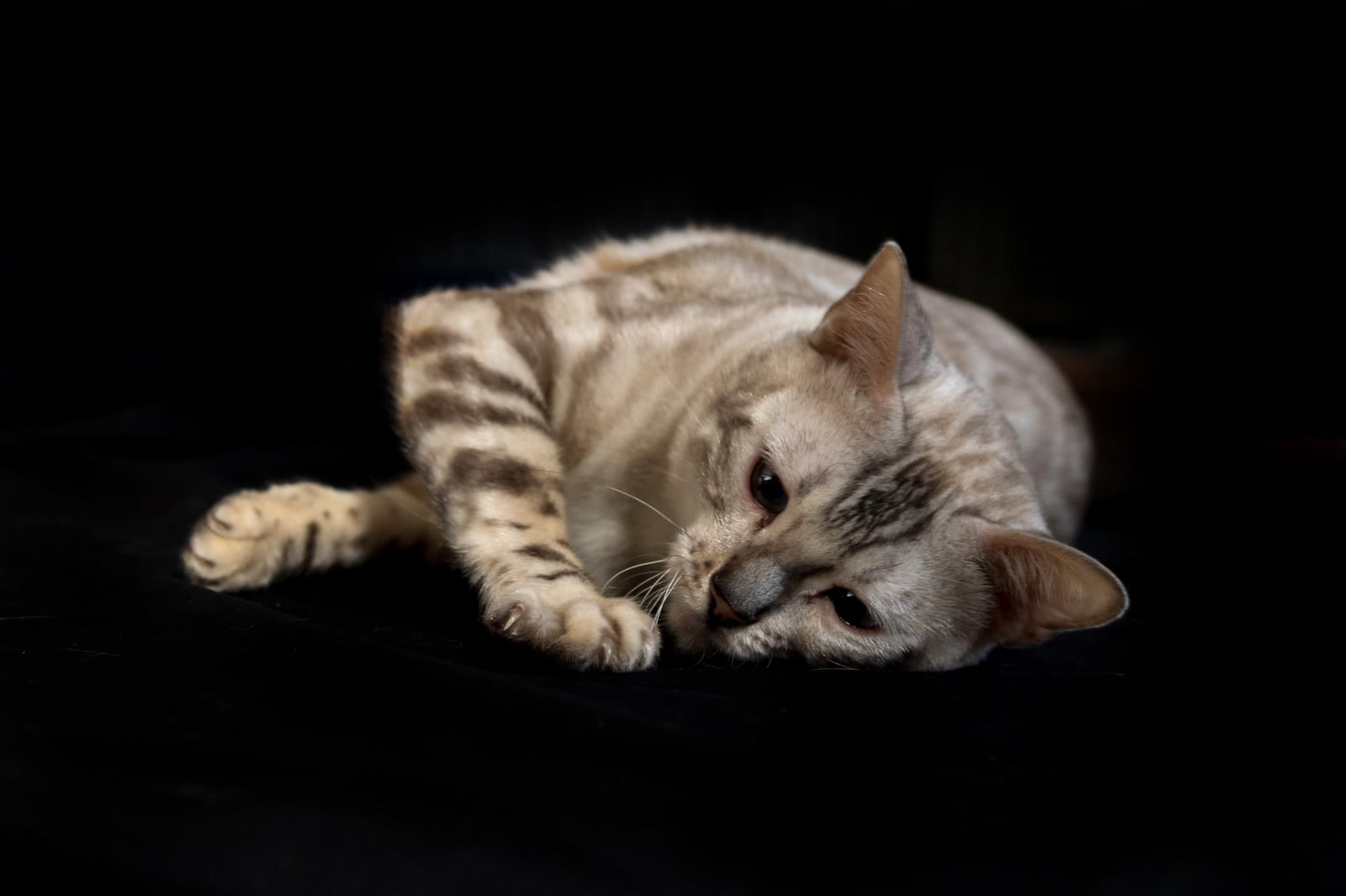 Sorrel Brown Black Bengal | Lucky 1st Benglas