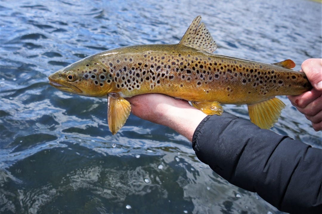 Rainbow Trout Fly Fishing in Tasmania | Trout Tales Tasmania