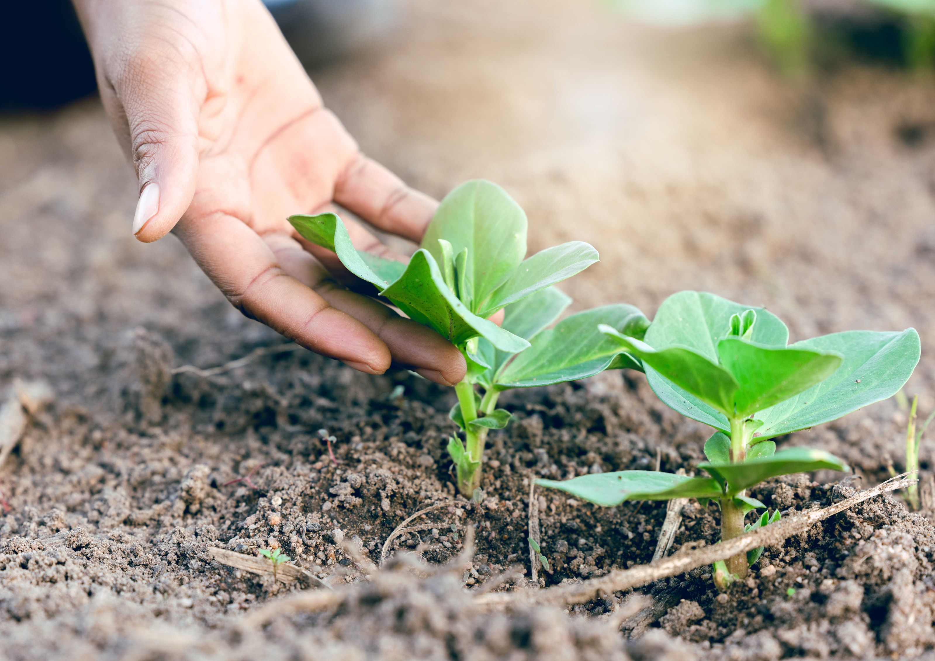 DBSNE | What is Sustainable Farming?