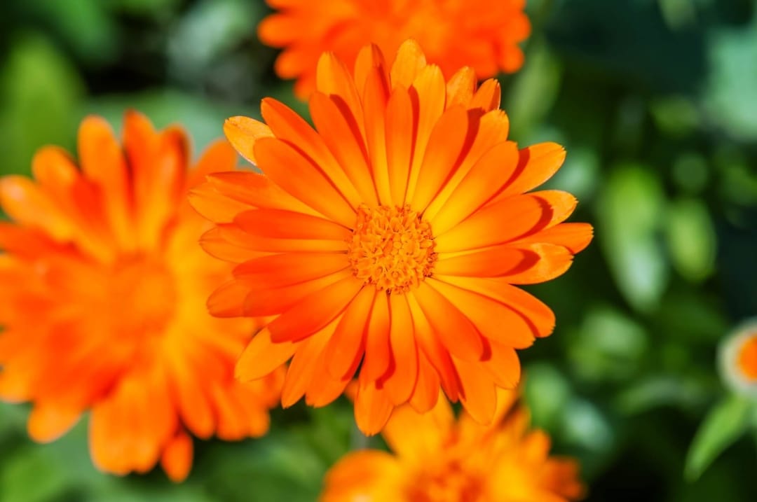 Personal Plants | Herbalism and Entheogenic Plant Cultivation
