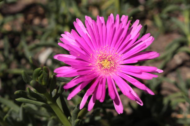 Personal Plants | Herbalism and Entheogenic Plant Cultivation