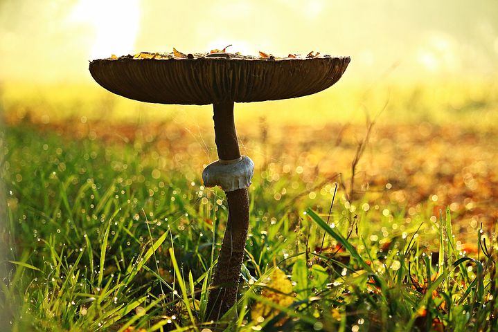 Personal Plants | Herbalism and Entheogenic Plant Cultivation