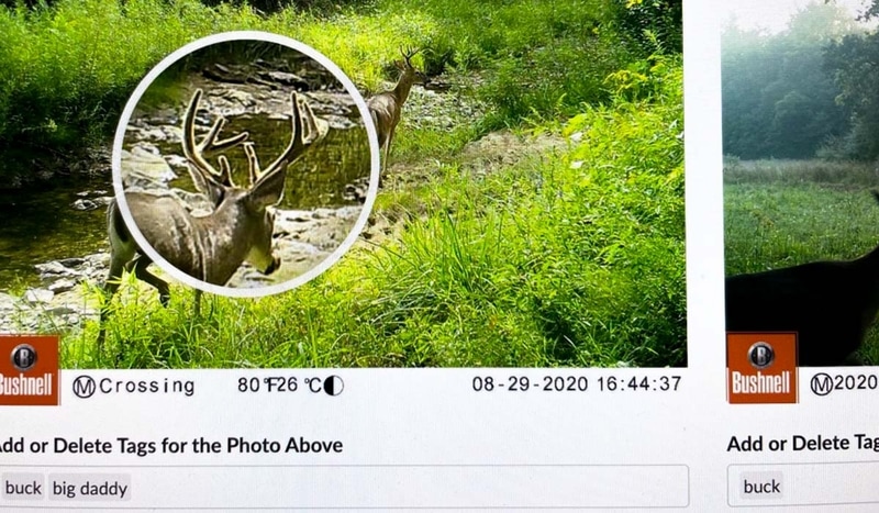 Buck Recognition: Core or Non Core Buck?