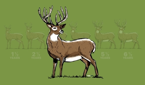 How to Age a Deer and Why It's Important