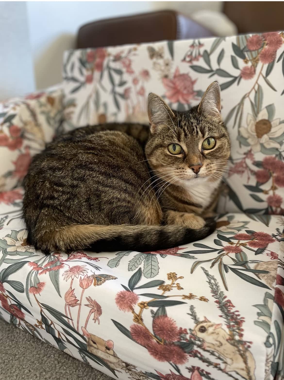 Anxiety | Creature Calls Mobile Vet Hobart