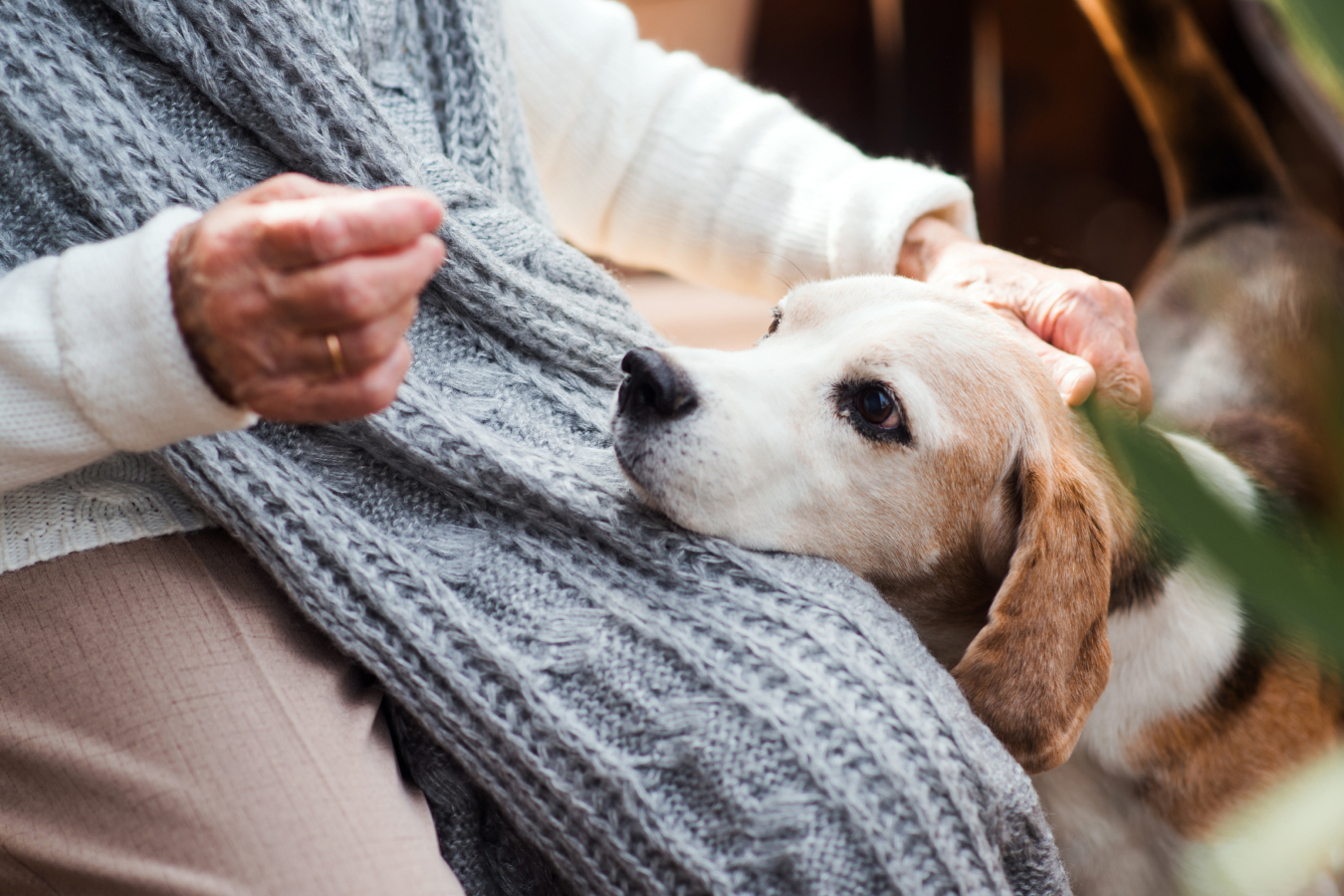 Elder Dog Nova Scotia | Gordon Stirrett Wealth Management