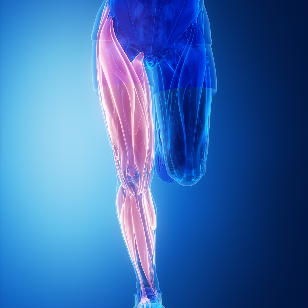 Exercises for Cricket: A guide to the Lower Body | Cricfit