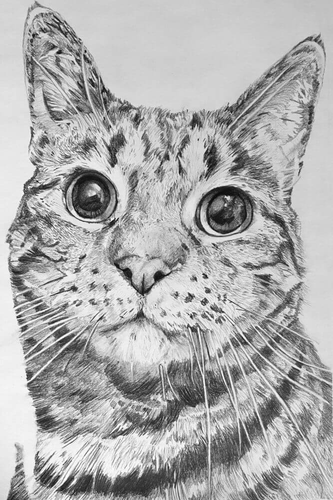 Huisdiertekening - Kattentekening