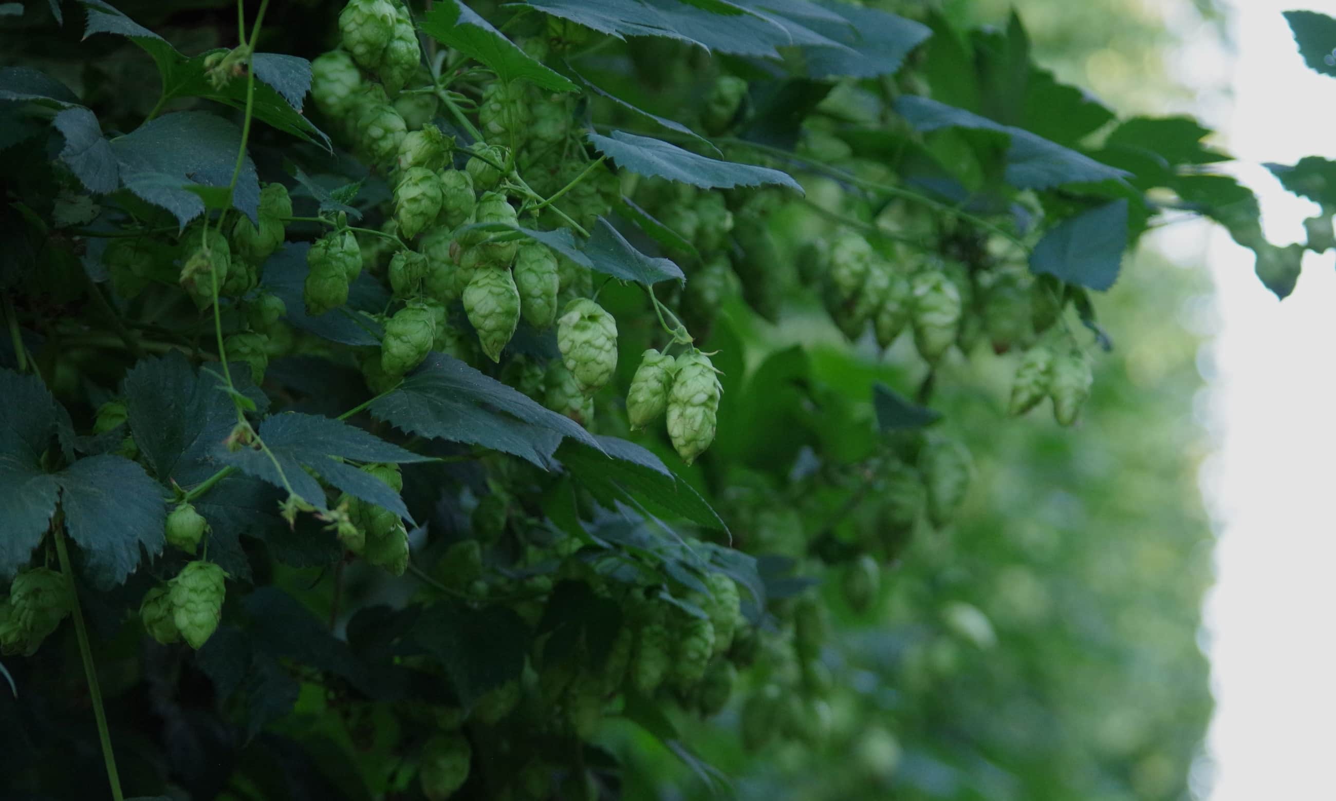 El Dorado Hops | Home