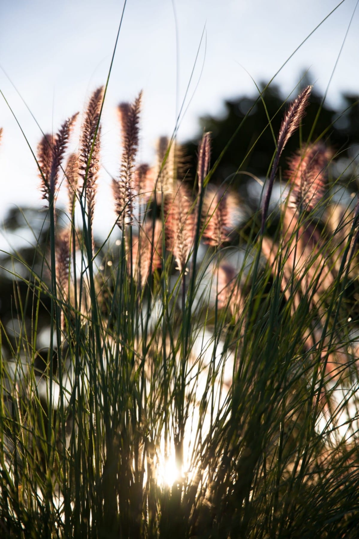 Gallery | Ankole Grill