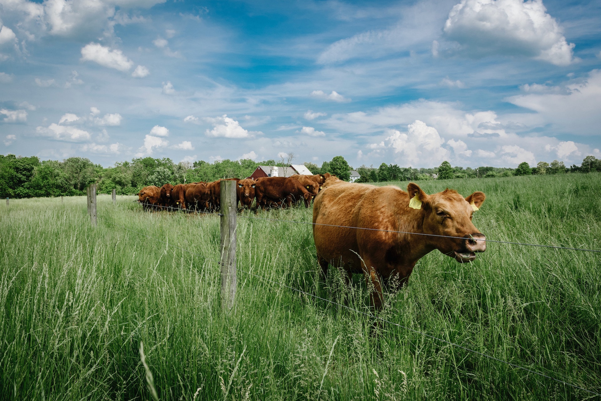 Our Breeds | Regis Farms