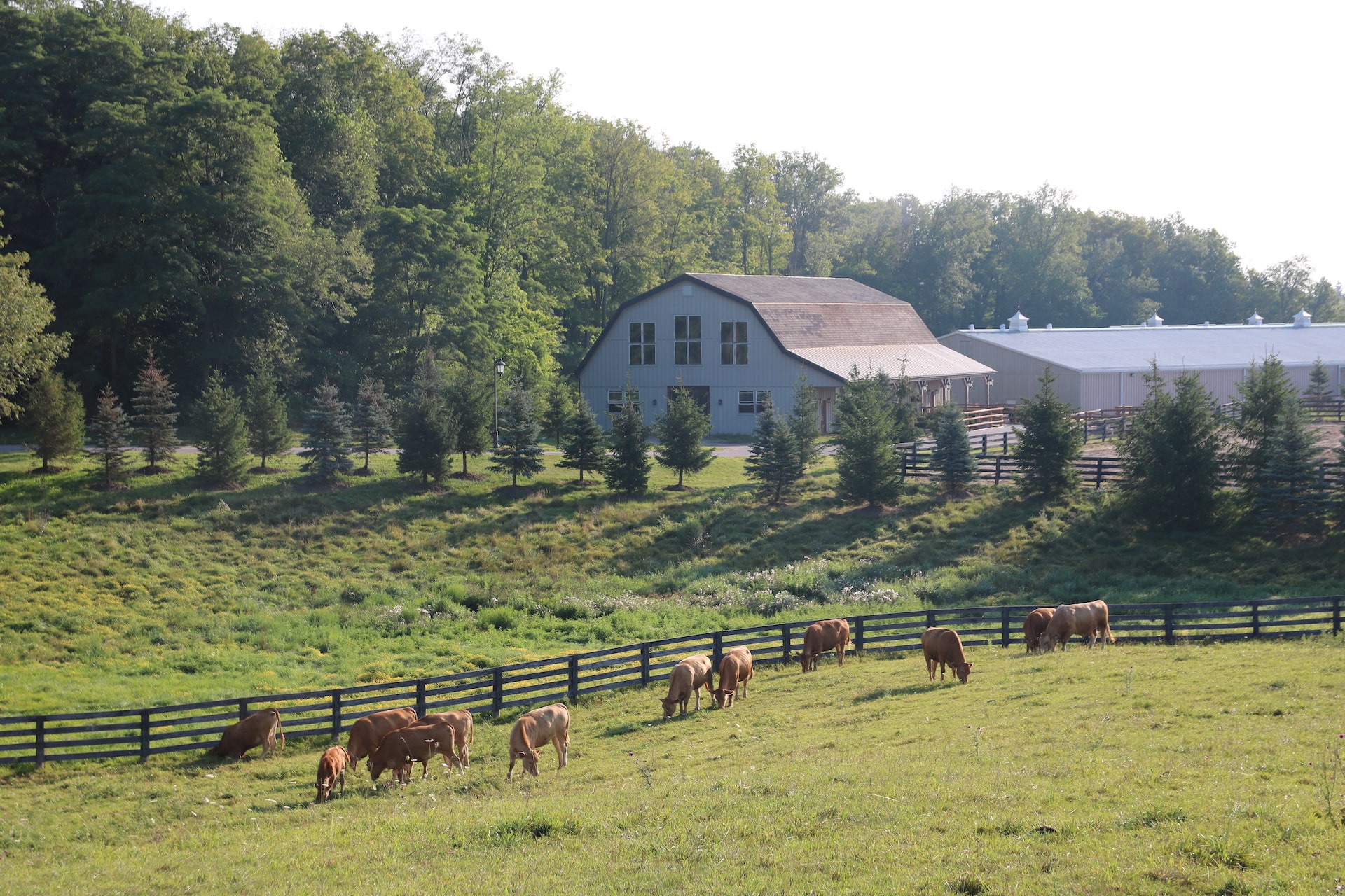 Regis Farms | King City's Finest