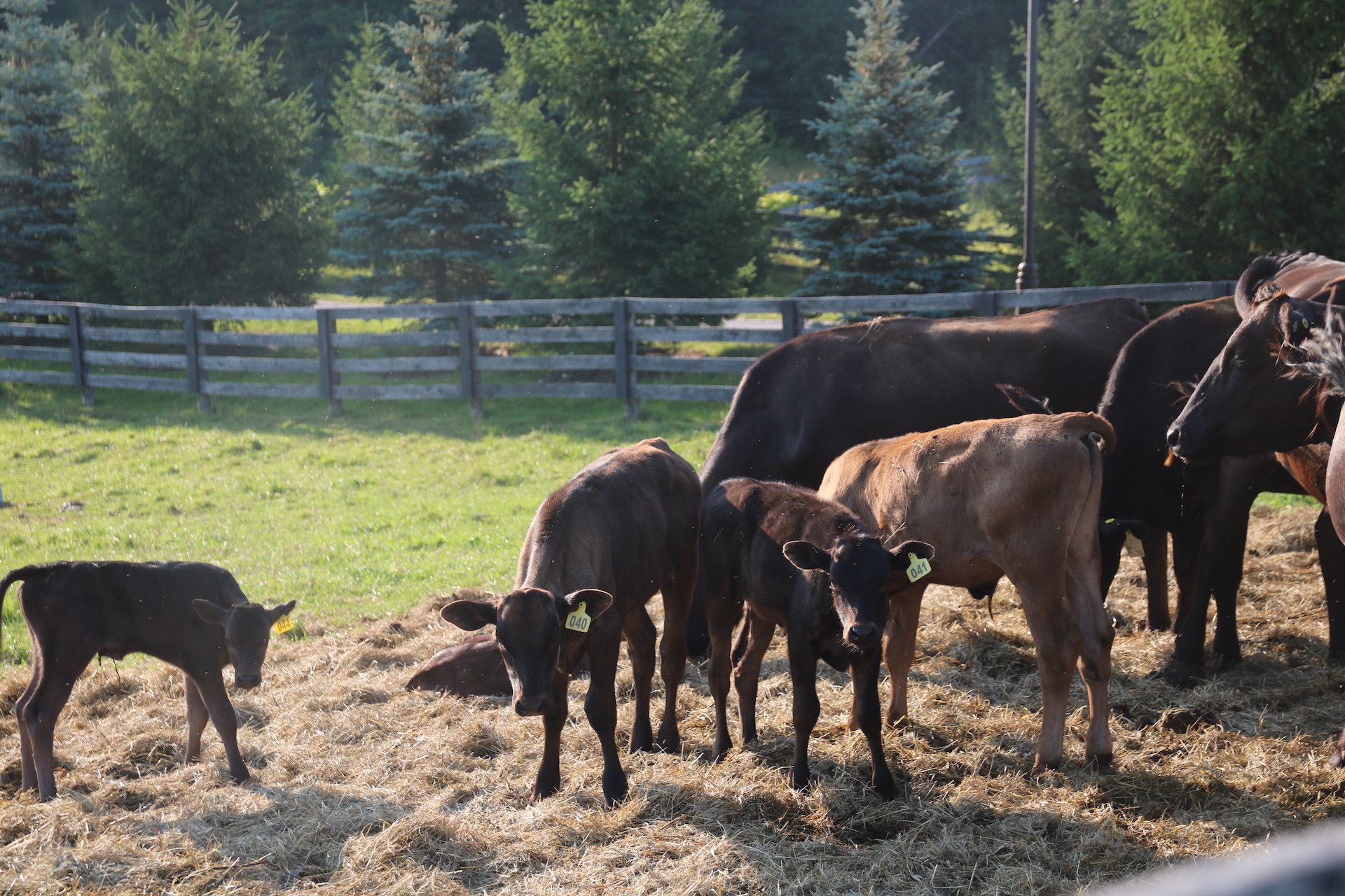 Regis Farms | King City's Finest