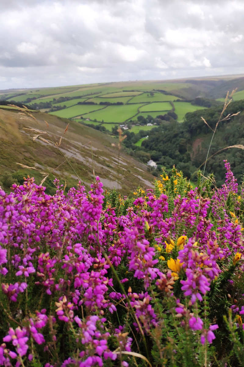5 Great Porlock Walks | South West Coastal Path & More