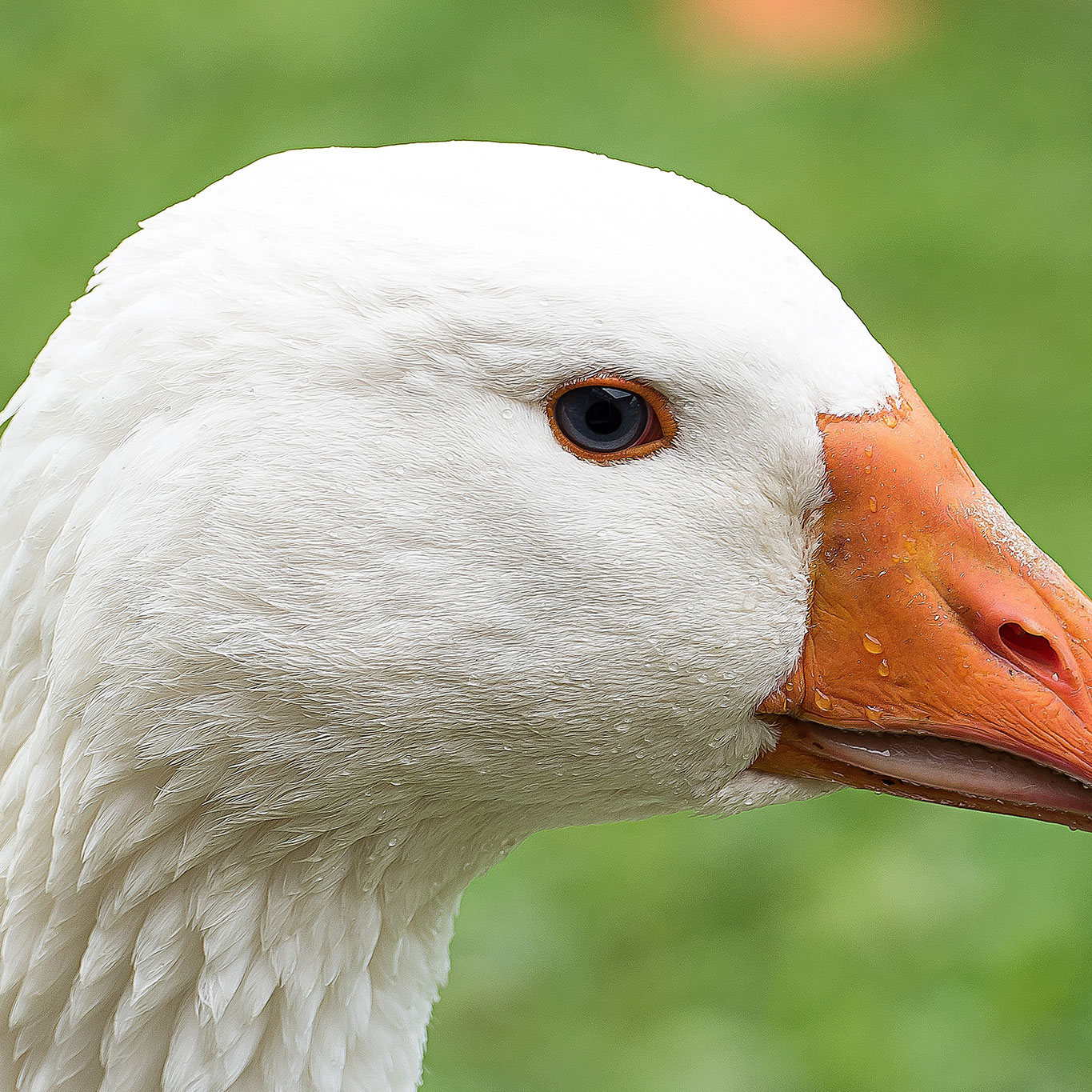 Mother Goose The Boss at Mother Goose Estate Agency