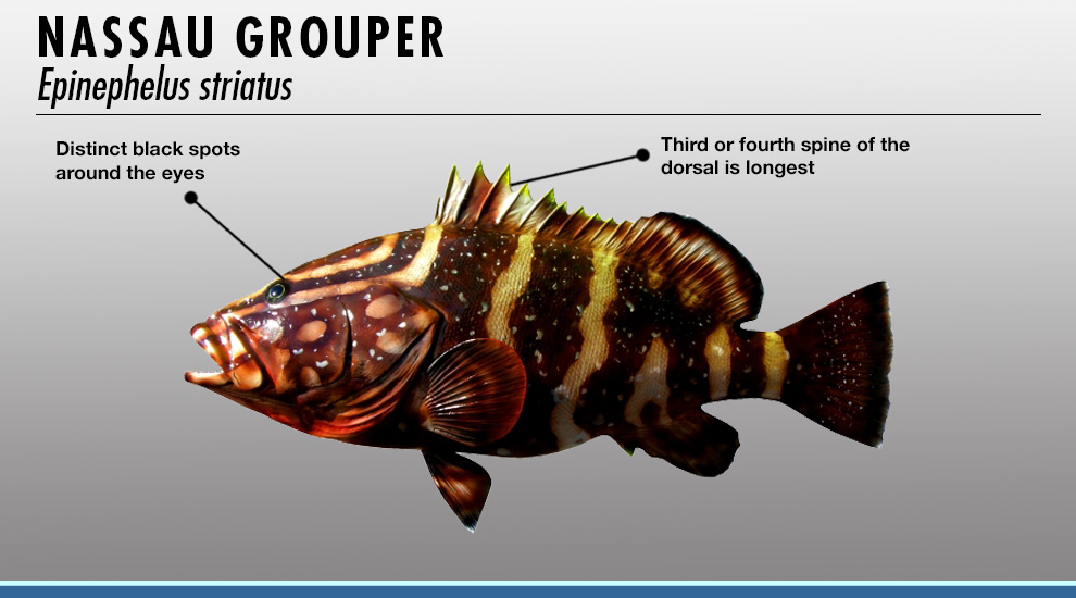 Frouper Identifier