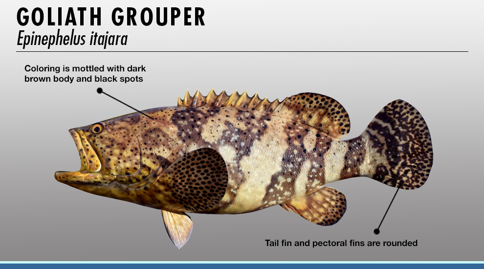 Frouper Identifier