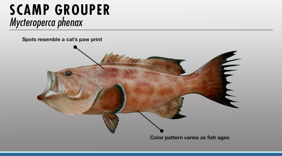 Frouper Identifier