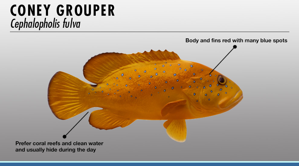 Frouper Identifier