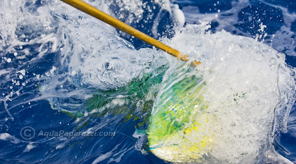 Mahi Magic