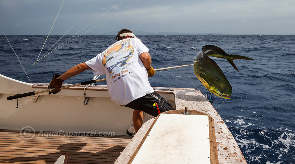 Mahi Magic
