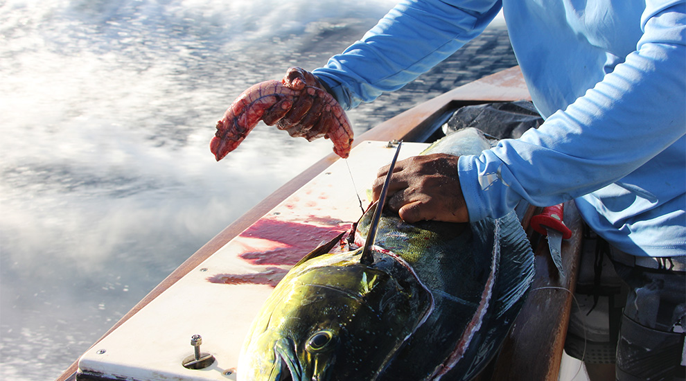 A Better Way to Fillet MahiMahi