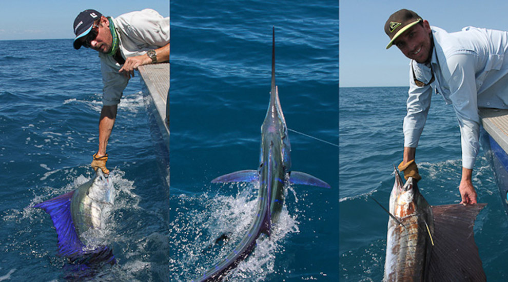 Epic Sailfishing in Weipa