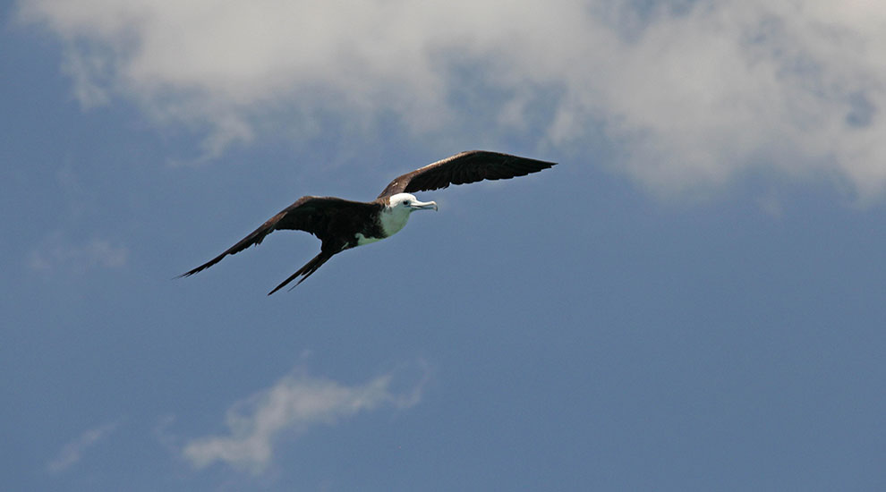 17 Kingfish Trolling Tips