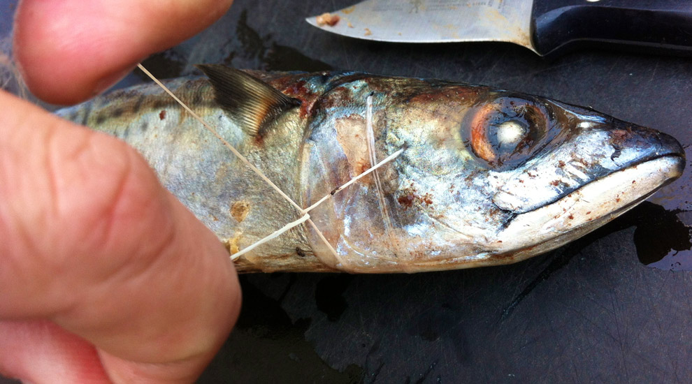 How To Rig A Mackerel Bait For Swordfish