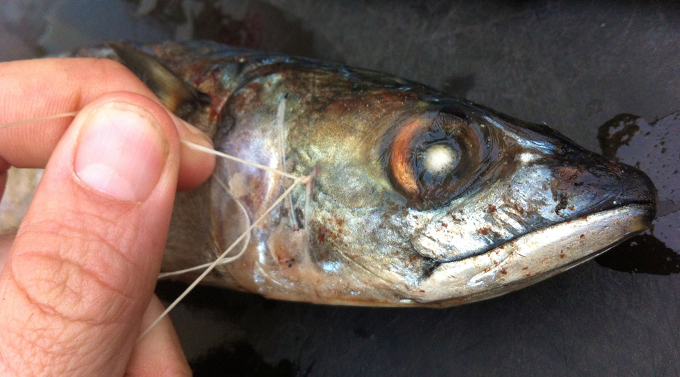 How To Rig A Mackerel Bait For Swordfish