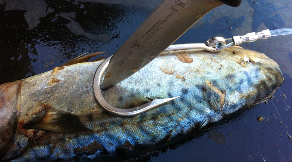 How To Rig A Mackerel Bait For Swordfish