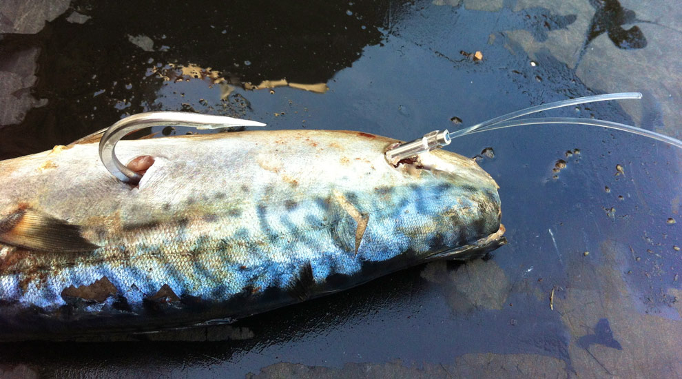 How To Rig A Mackerel Bait For Swordfish