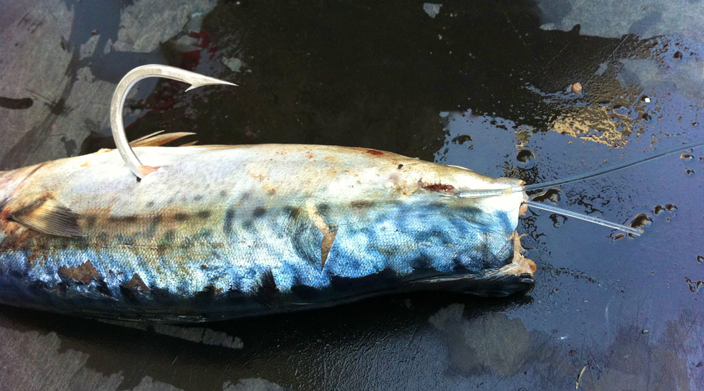 How To Rig A Mackerel Bait For Swordfish