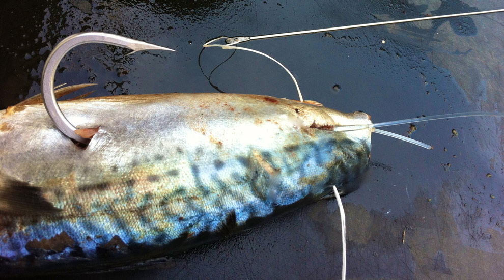 How To Rig A Mackerel Bait For Swordfish