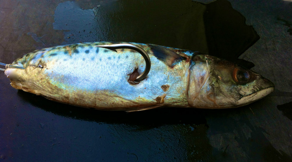 How To Rig A Mackerel Bait For Swordfish