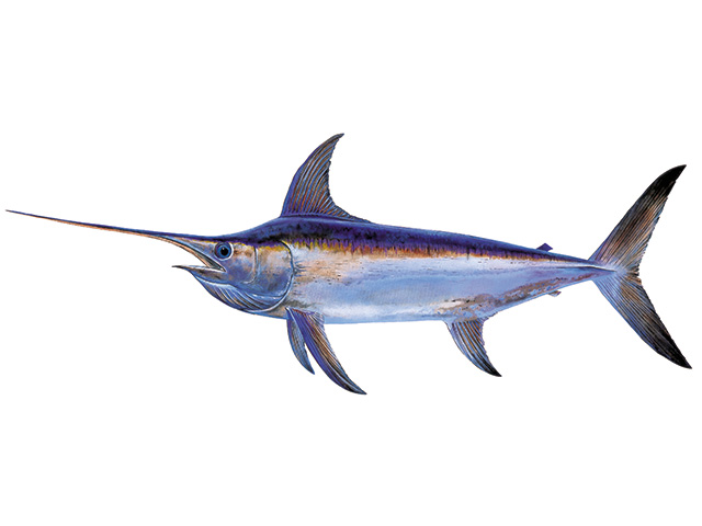 Swordfish