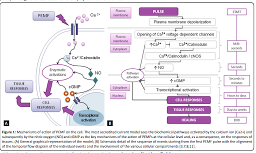Wearable EMF Protection Devices & Therapy - Centropix BUBBLE