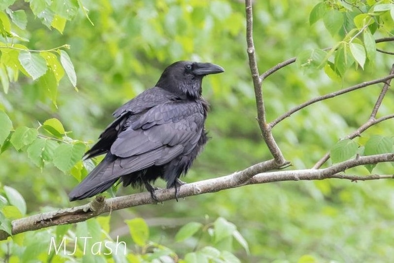 Trip Highlights from the Allen Bird Club