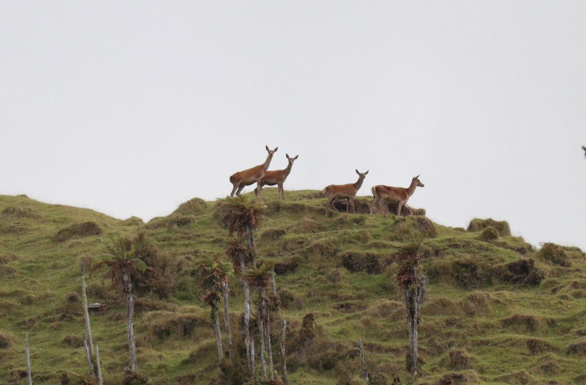 Hunter’s Paradise – ‘Hunting Opotiki’ - The Adventurer Magazine