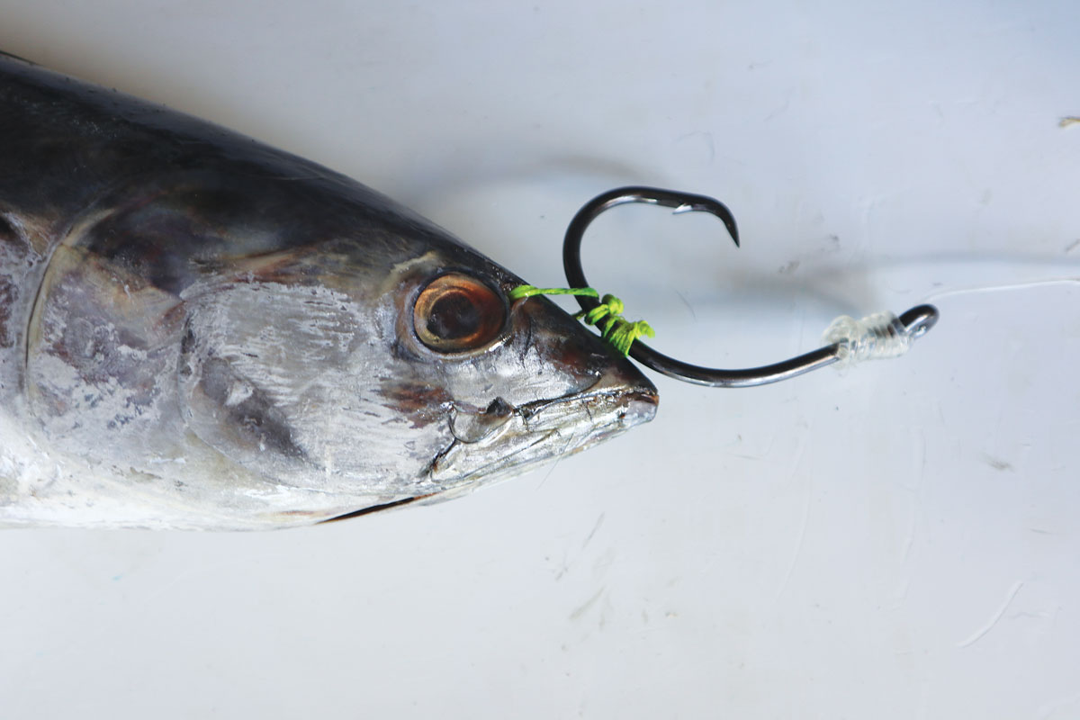 Live-baiting skipjack tuna - The Adventurer Magazine