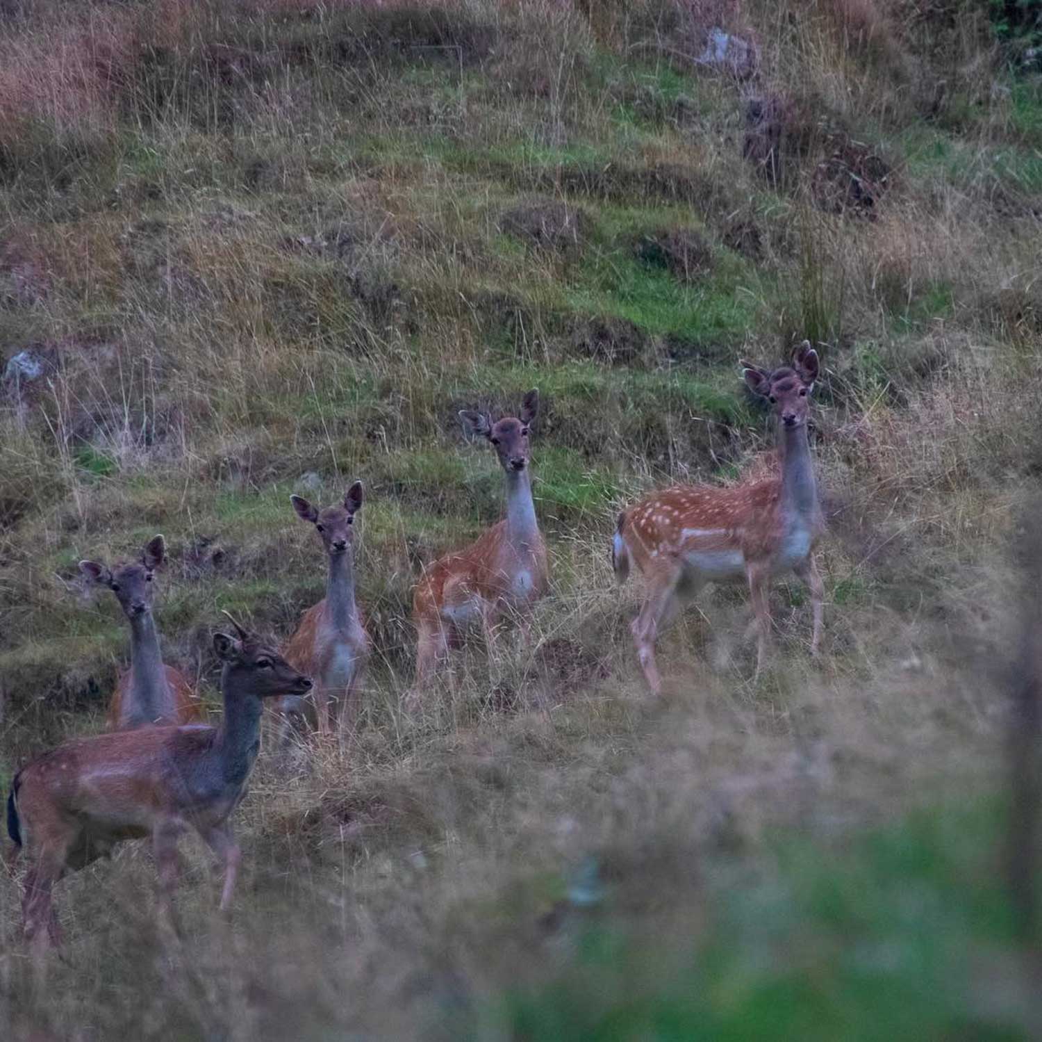 Spring meat hunting helps deer management - The Adventurer Magazine