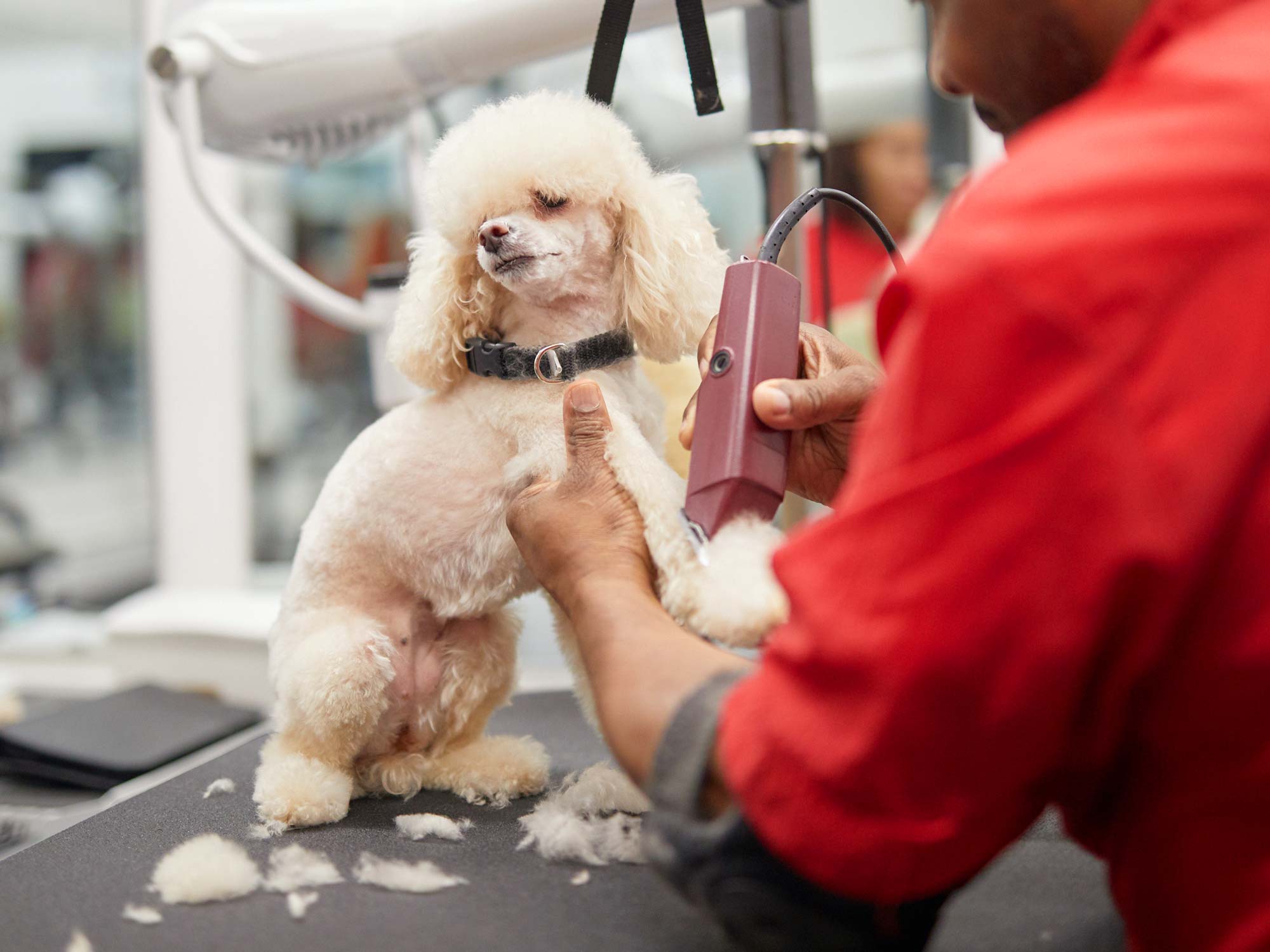 The Benefits Of Regular Grooming Pawsh The Benefits Of Regular Grooming Pawsh