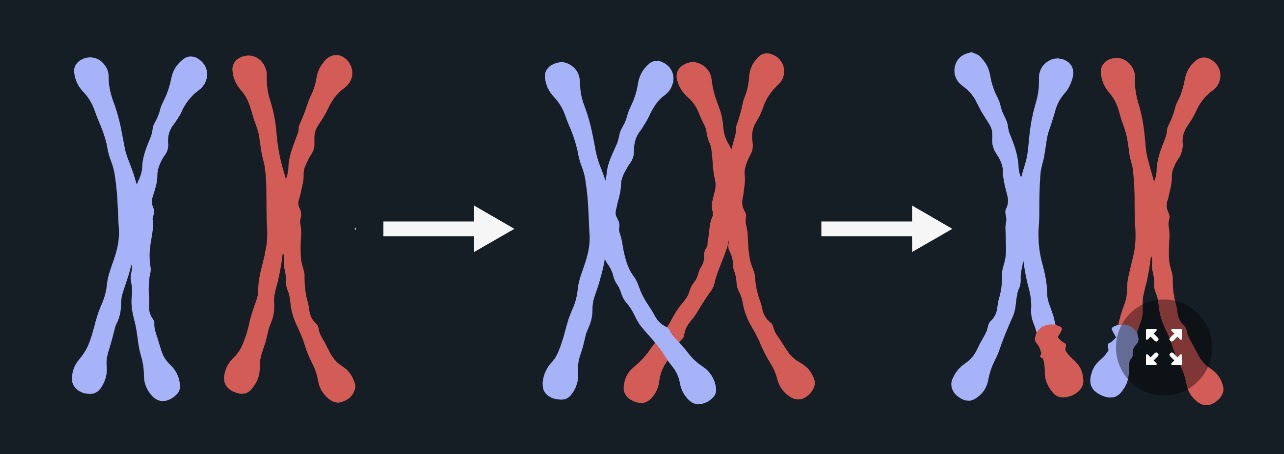Meiose: einfach erklärt - simpleclub