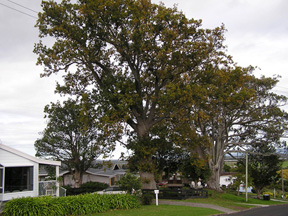 Hauraki Mission Station (Puriri and Parawai Sites)