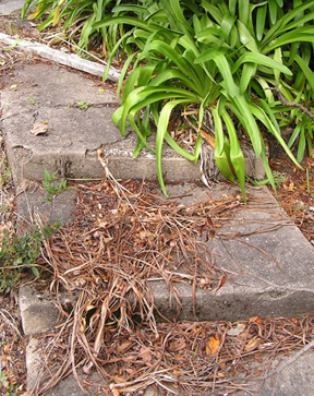 Hauraki Mission Station (Puriri and Parawai Sites)