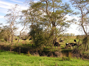 Hauraki Mission Station (Puriri and Parawai Sites)