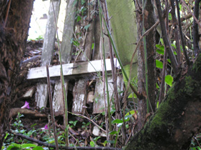 Hauraki Mission Station (Puriri and Parawai Sites)