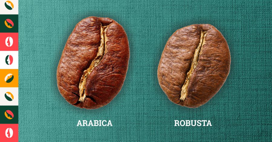 6 Diferențe dintre Cafeaua Arabica și Cafeaua Robusta